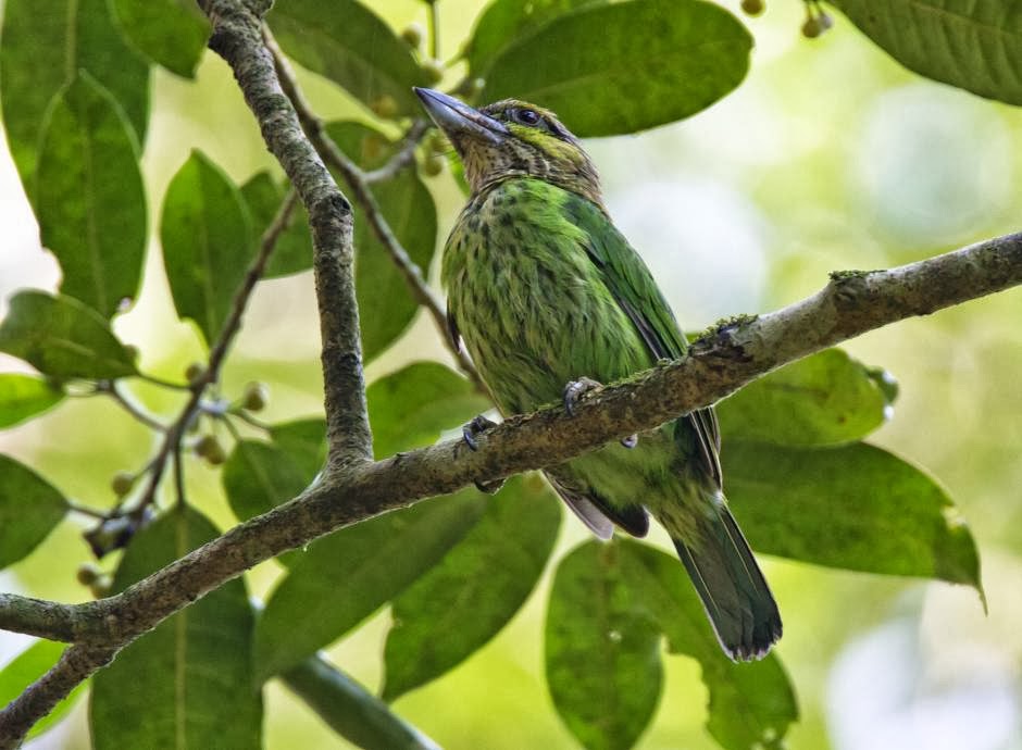 Tierra de tucanes y pájaros carpinteros: Barbudo orejiverde (Psilopogon ...