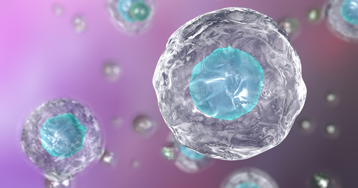 Human menstrual blood cells restore neuron functionality in spinal cord ...