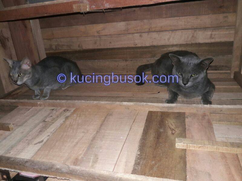 Mengenal Kucing Busok, Kucing Ras Asli Indonesia | KASKUS