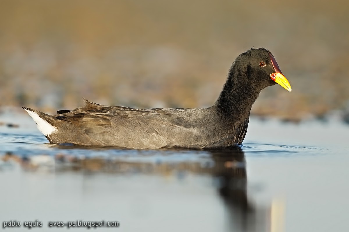 mis fotos de aves: Fulica rufifrons Gallareta Escudete Rojo Red-fronted ...