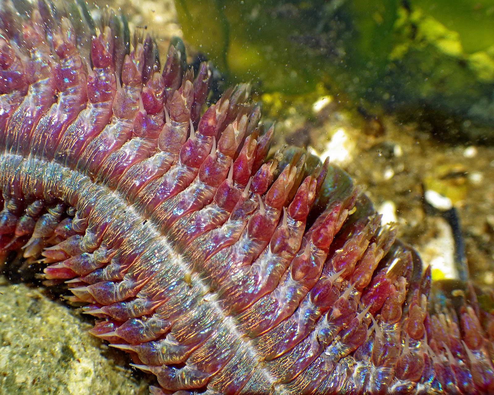 Buzz's Marine Life of Puget Sound: Pile Worm Takes a Stroll in the Sun