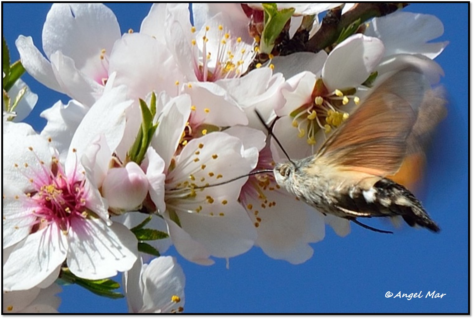 Butterflies and Dragonflies: Macroglossum stellatarum (Polilla Esfinge ...
