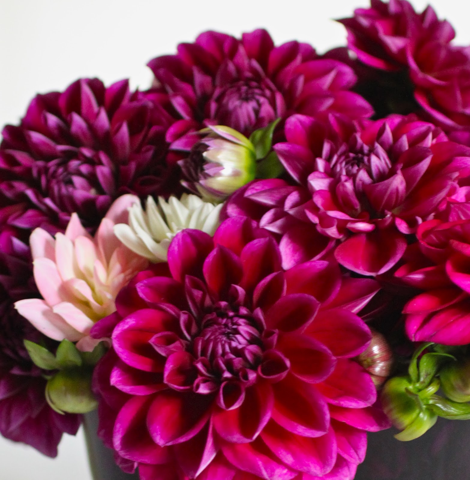 Reggie Darling: Autumn Flowers