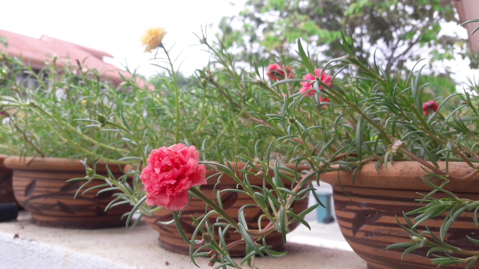 46+ Hiasan Bunga Jepun, Inspirasi Yang Pas Untuk Hunian Anda