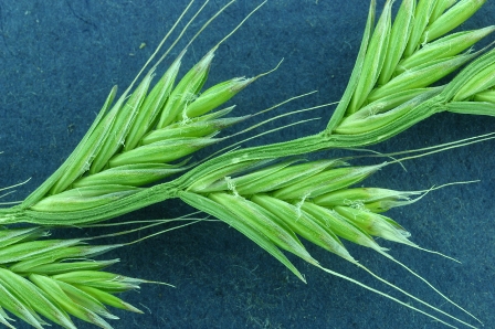 ORQUIPIRANEWS: A difícil tarefa de separar o joio do trigo