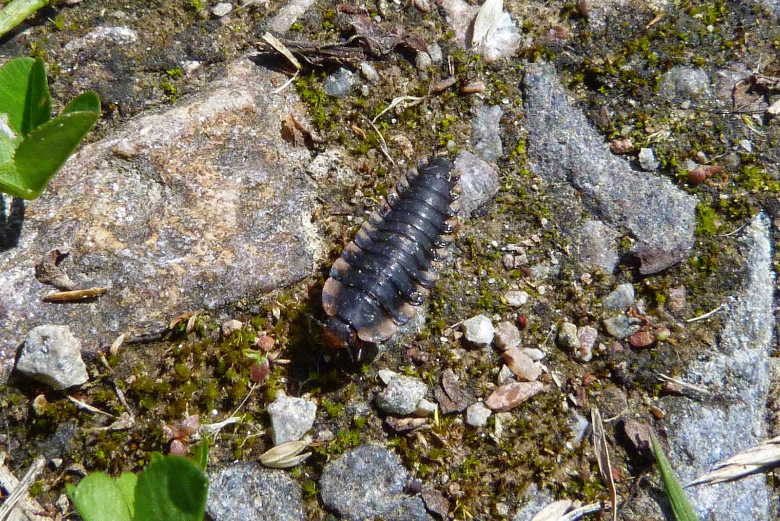 Insects of Scotland: Other Beetles