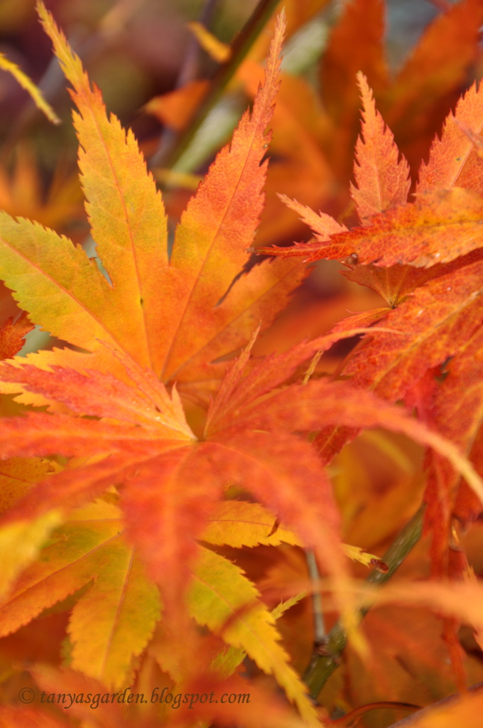 MySecretGarden: Japanese Maples. Picture Gallery