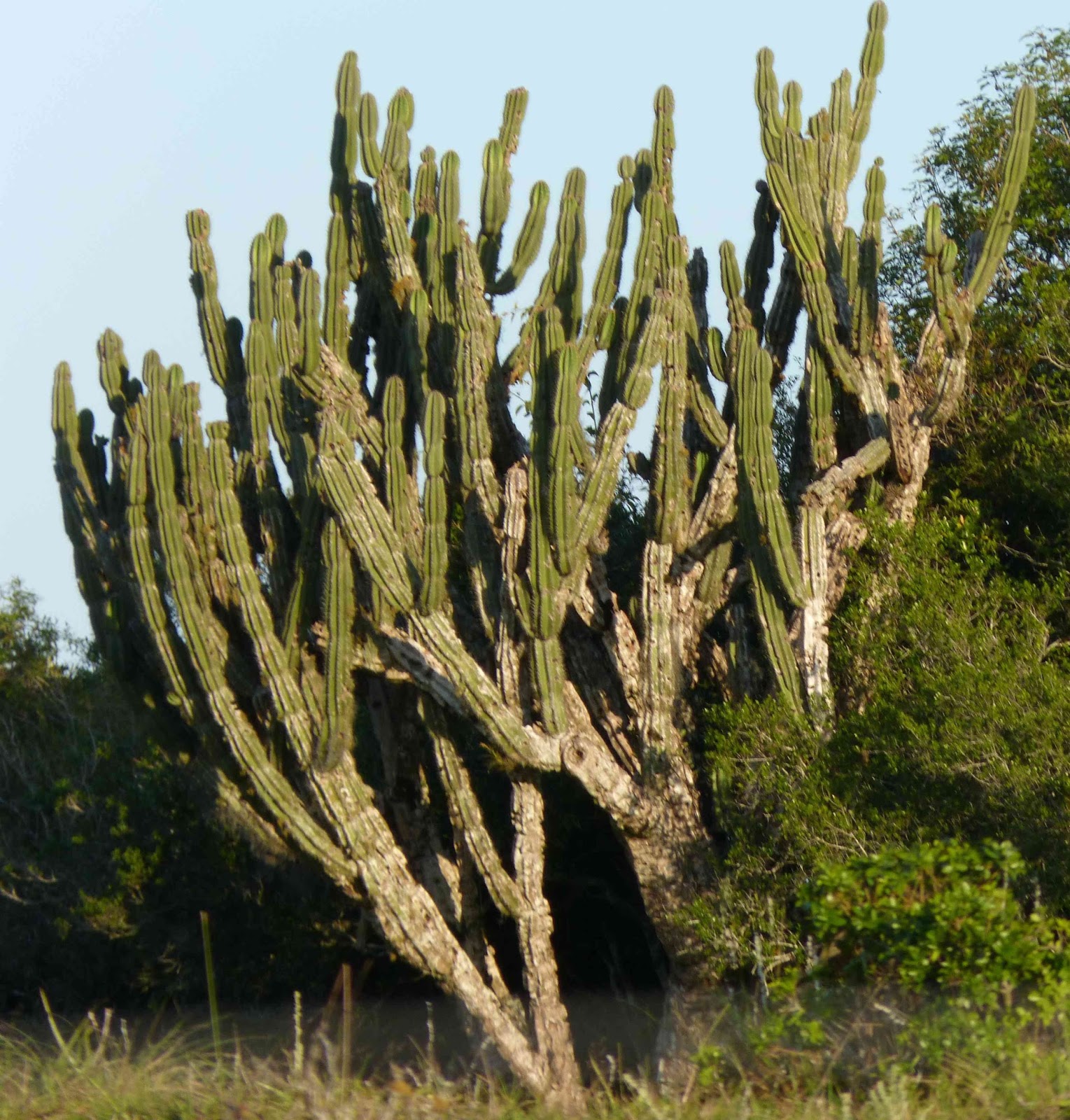 Canguçu em Cores: Mandacaru - Cereus jamacaru DC. - Imagem - Canguçu ...