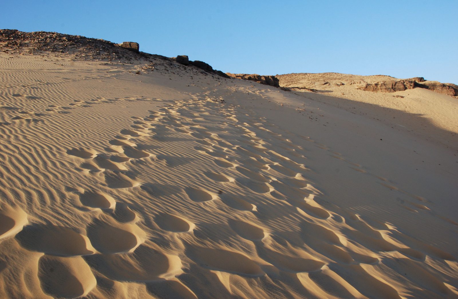 Herb the Potsherd: The Great Uncovering