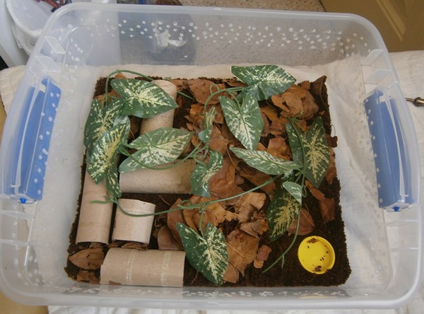 Invertebrate Dude: How I Setup My Cockroach Enclosures