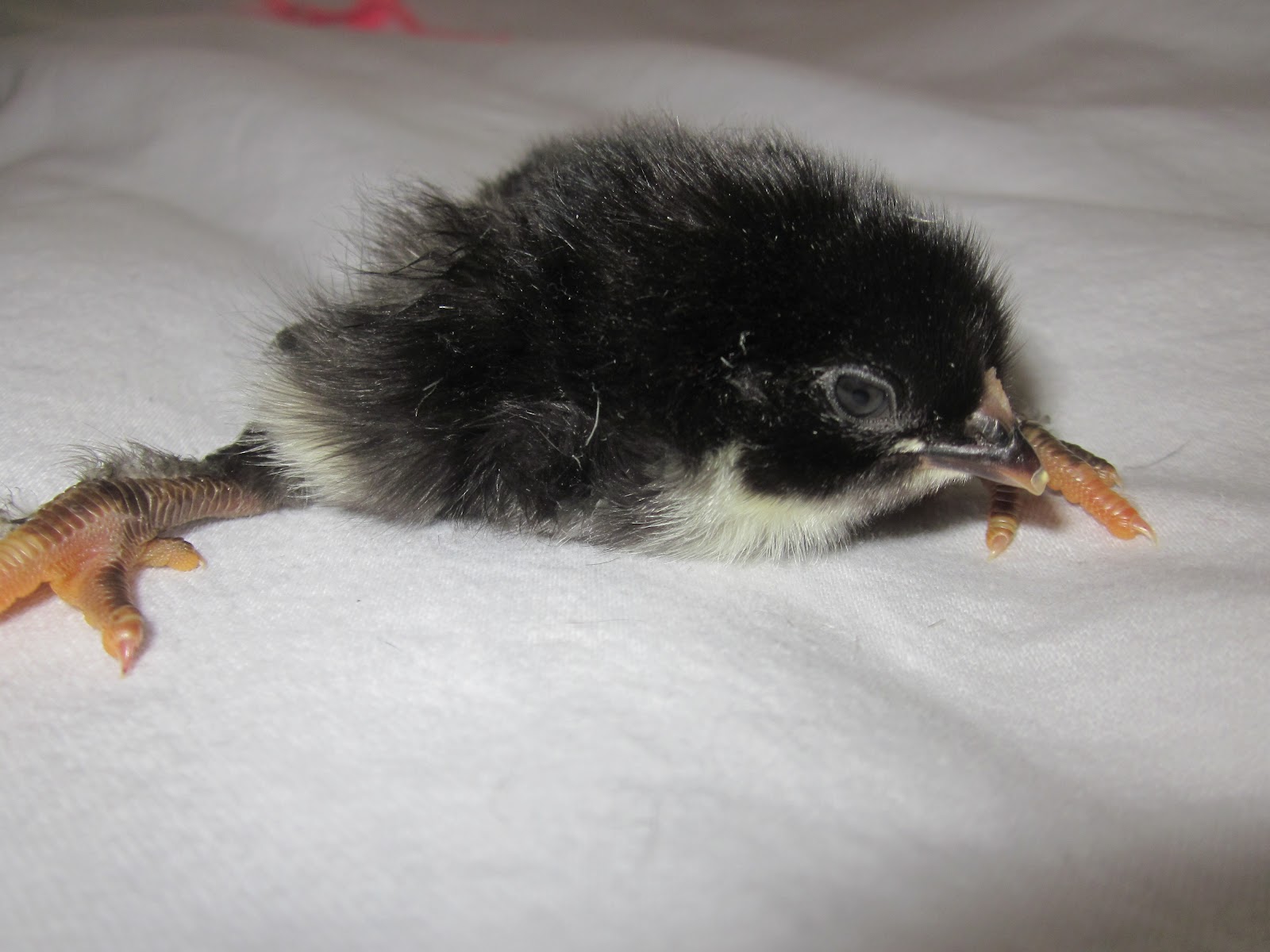 Self Reliant Network: Baby Chick Basics. What you need to know to get ...