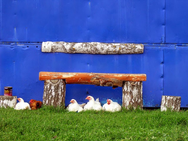 benchsite: No Spring Chicken Benches