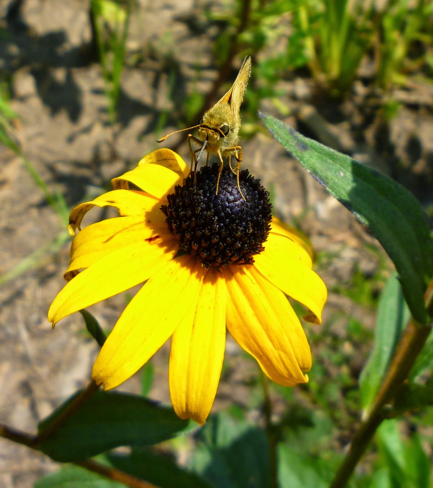 From Bluebirds to Turtles: PANDORUS SPHINX MOTH, SICKLEPOD, LARGE ...