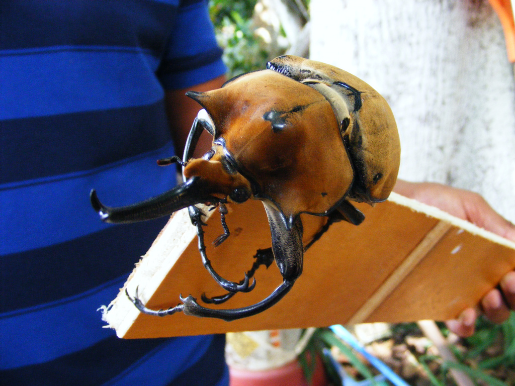 Real Monstrosities: What is the Biggest Insect in the World?