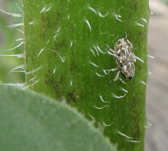 Bug Eric: More Insects From Sunflowers