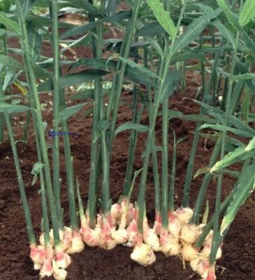 BUDIDAYA JAHE MERAH | | JAHE MERAH