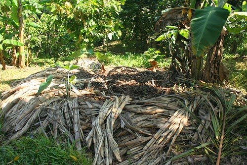 Proposal Bisnis Blotong Limbah Pabrik