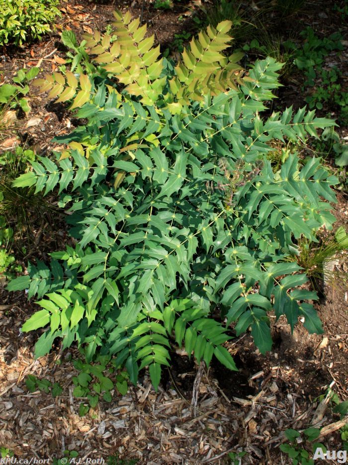Mahonia nervosa (dull oregan grape or long leaf mahonia)