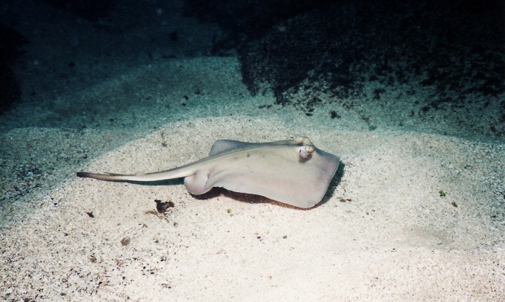 AQUATICHYK: COMMON STINGAREE / Trygnoptera testacea