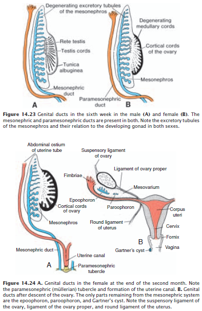 EMBRIOLOGI: PEMBENTUKAN ORGAN EMBRIO