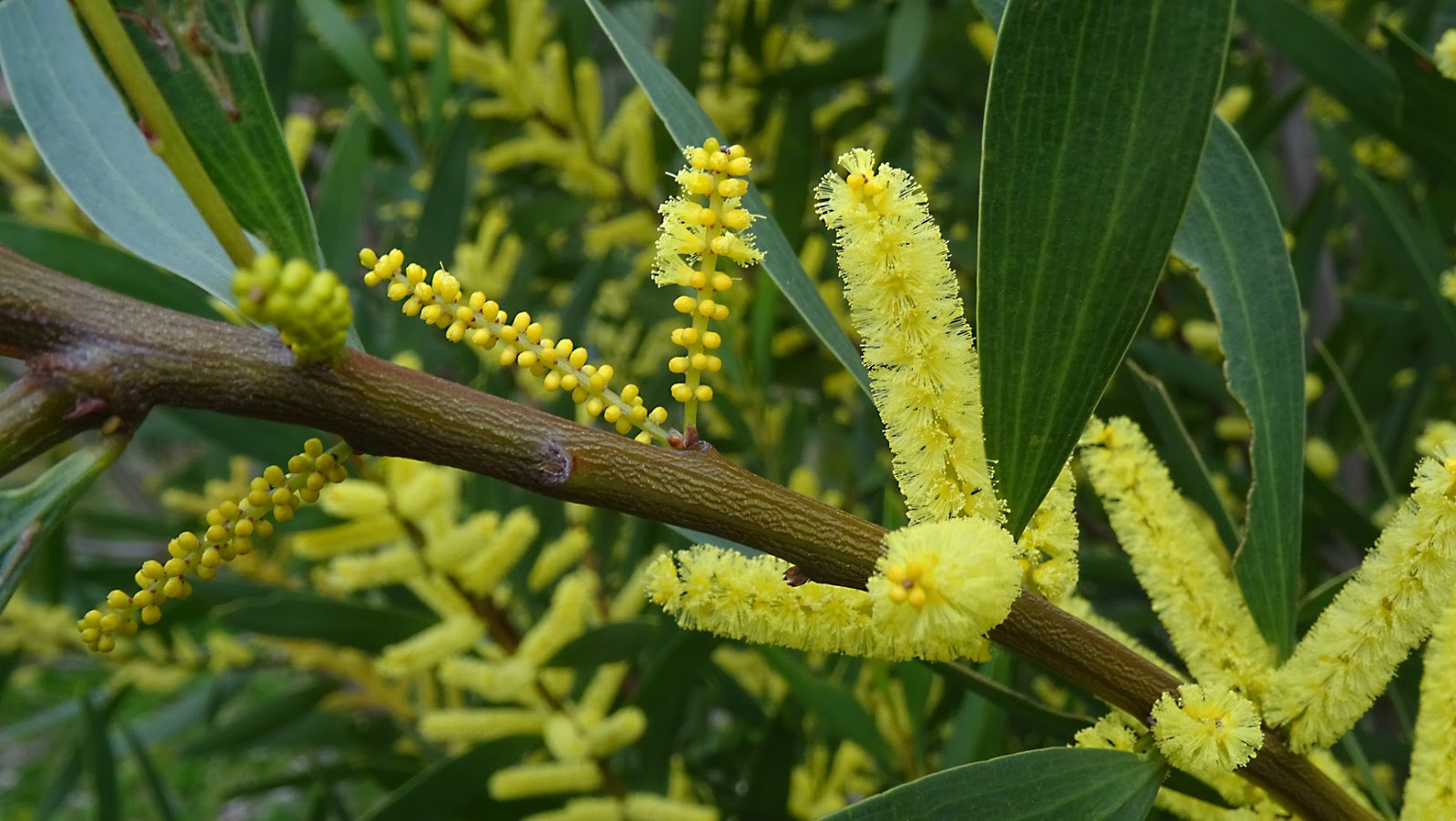 MAP: MELBOURNE STREET TREES 126 - COAST WATTLE