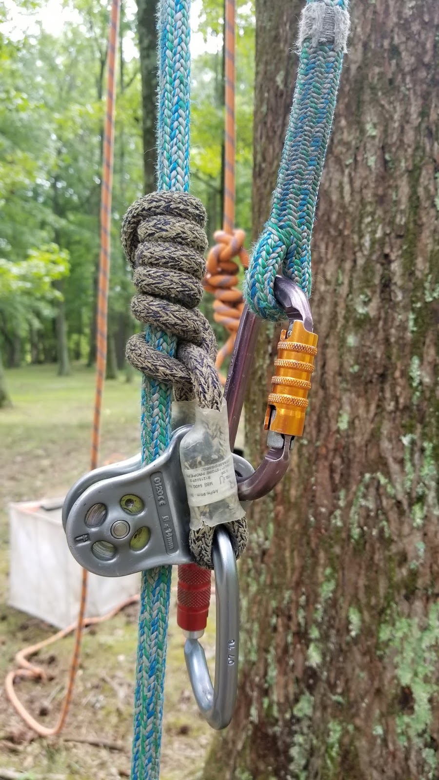 WSDA AgBriefs: Climbing trees to protect the environment