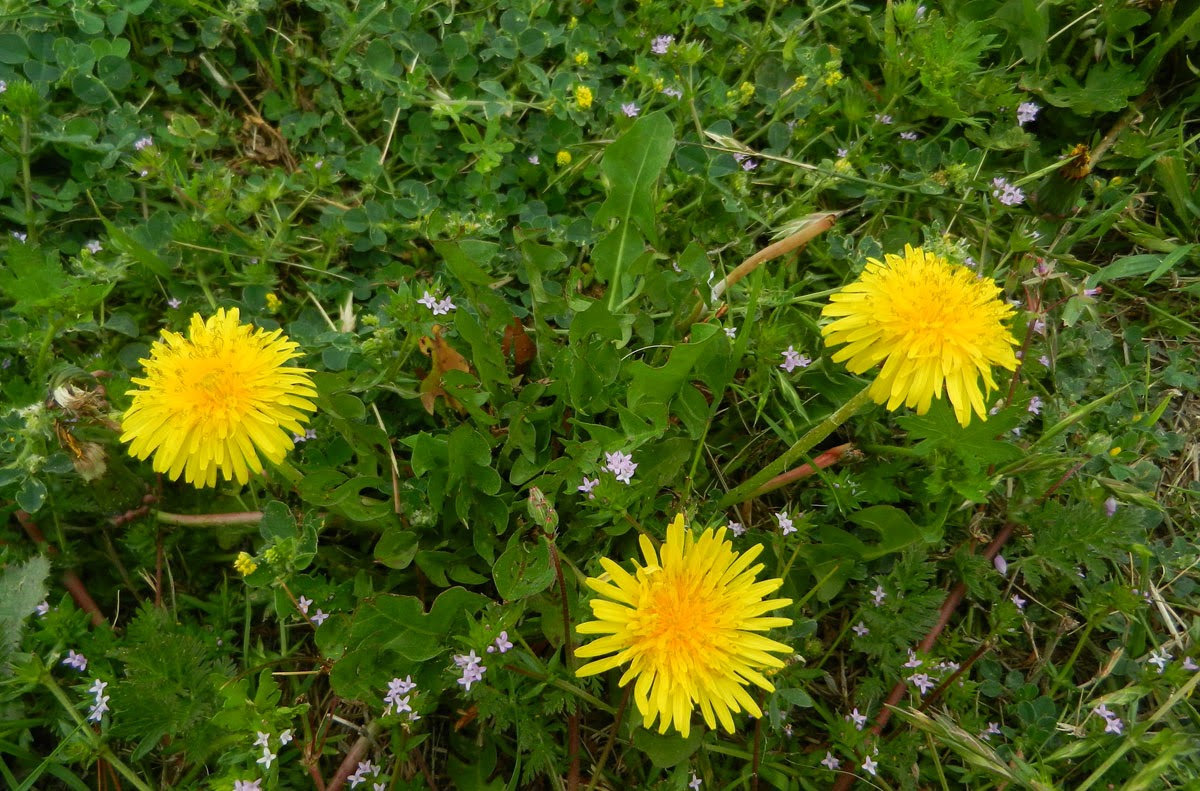 Ramuan Herbal: Tempuyung (Sonchus arvensis L.)