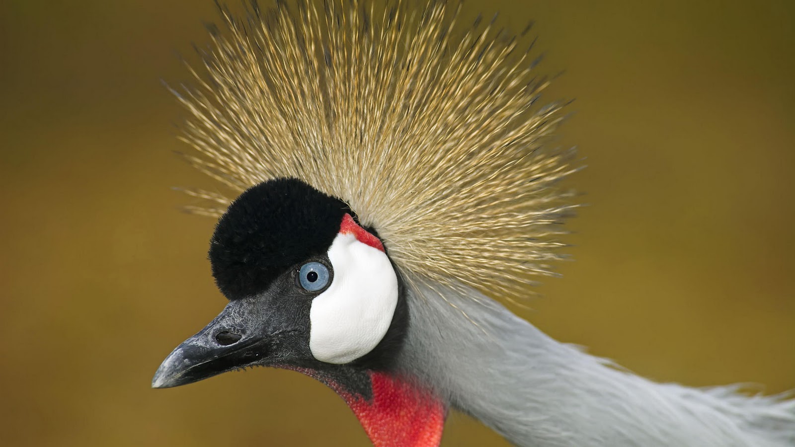 Vogels Achtergronden | HD Wallpapers