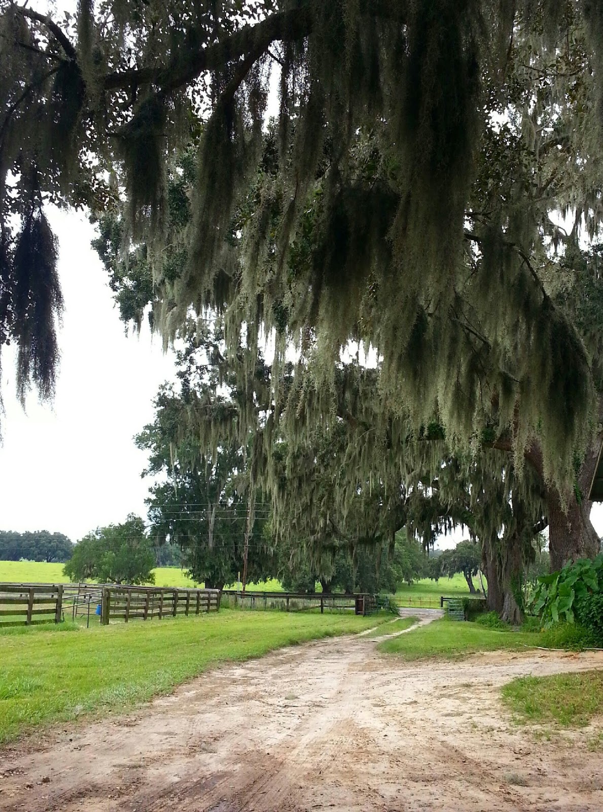 Bucolic Mayhem: Church at Ocala Farm Ministry