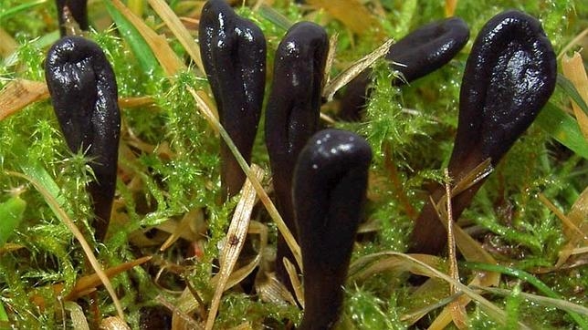 Es Asombroso: Los 15 hongos más raros y hermosos del mundo