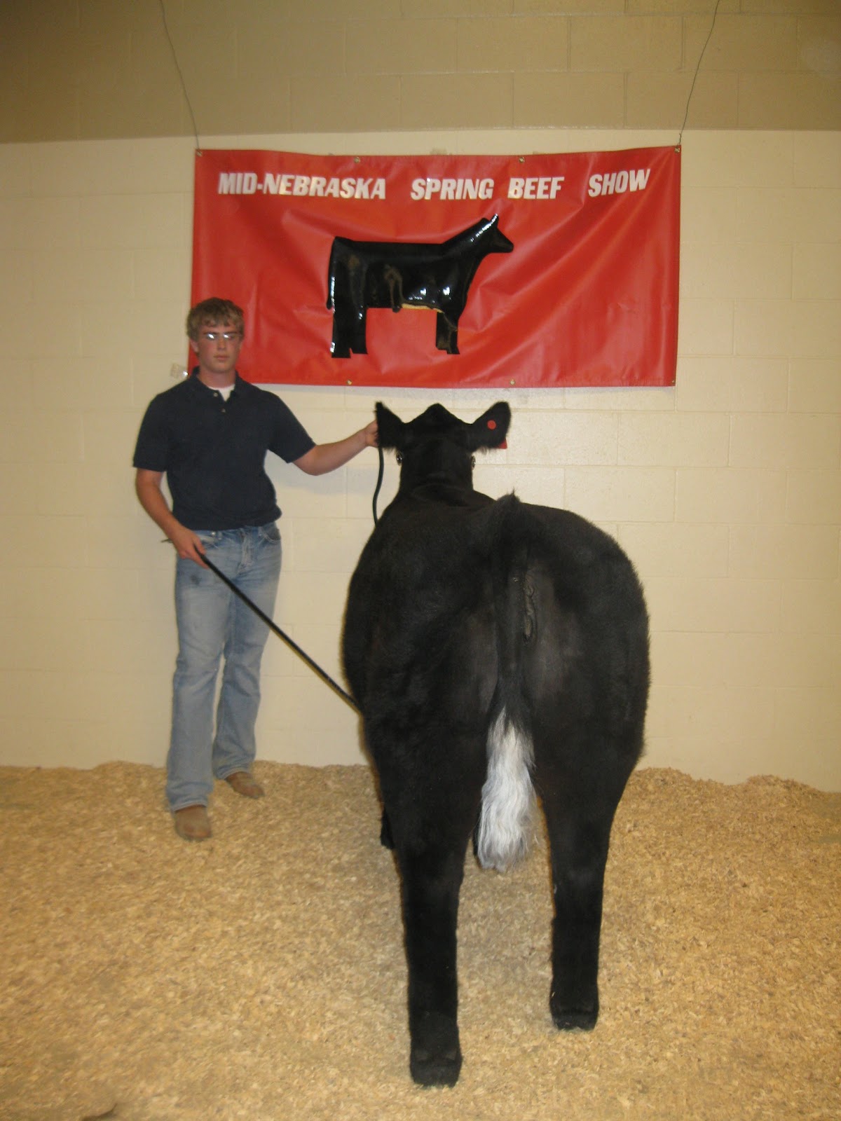 Muddy Creek Show Cattle: February 2012