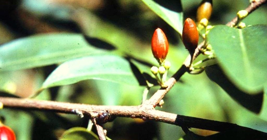 COCA SEEDS : Coca plant, coca grow, uses and history...
