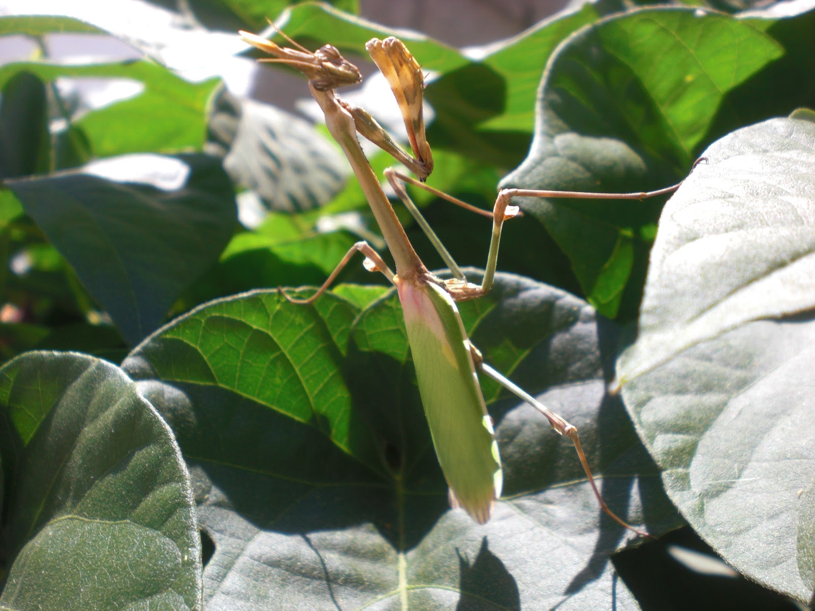 Perfumes y luces de Extremadura: Empusa pennata. mantis palo. Hembra.