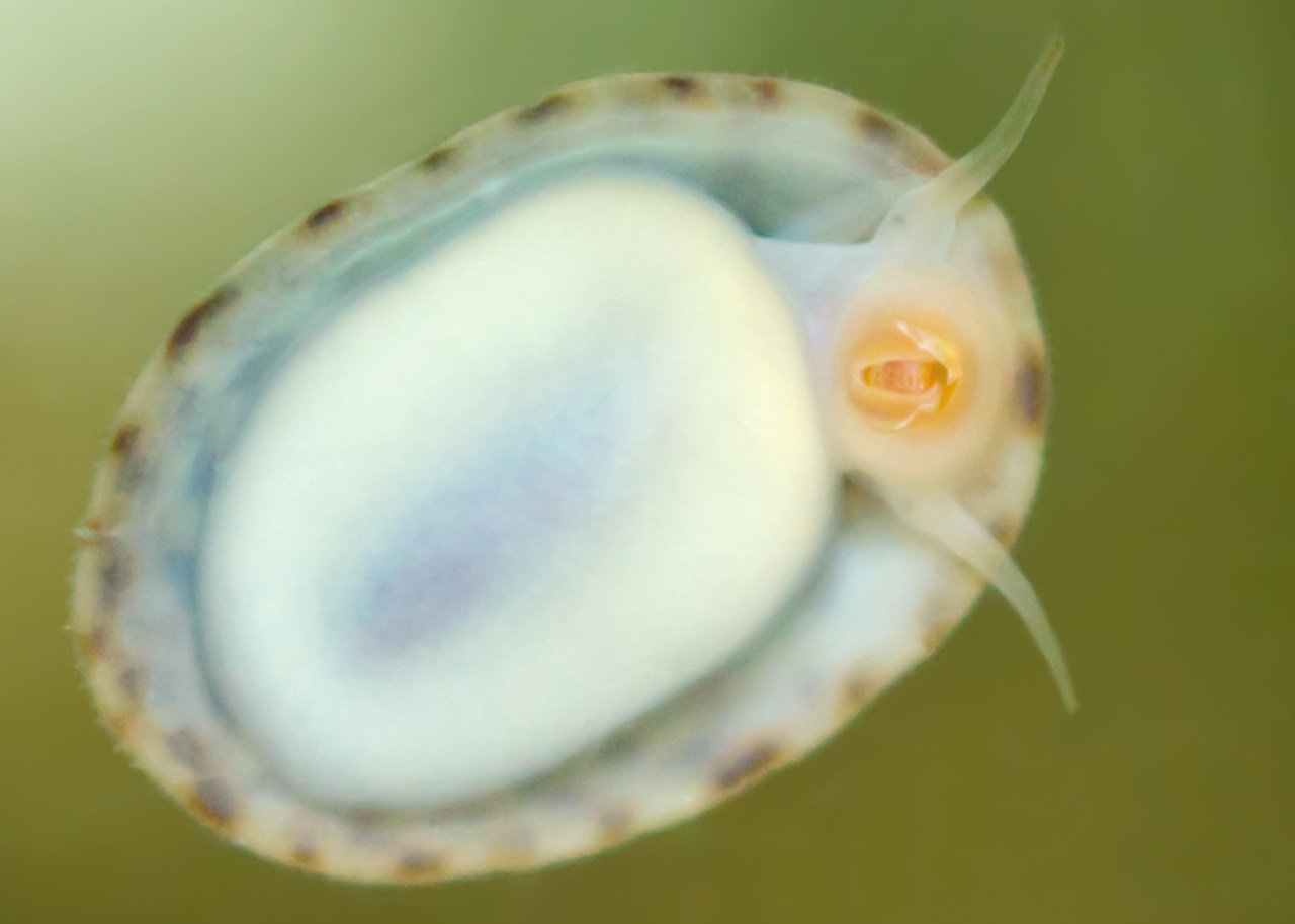 Wanderin' Weeta (With Waterfowl and Weeds): 07/01/2014 - 08/01/2014