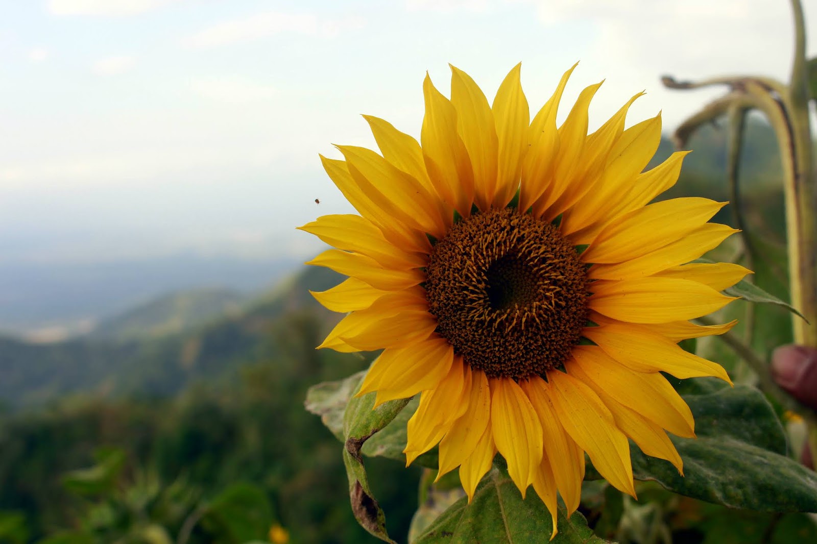 Bunga Matahari Menghiasi Wisata Kebun Teh Nglinggo Samigaluh - WEB ...