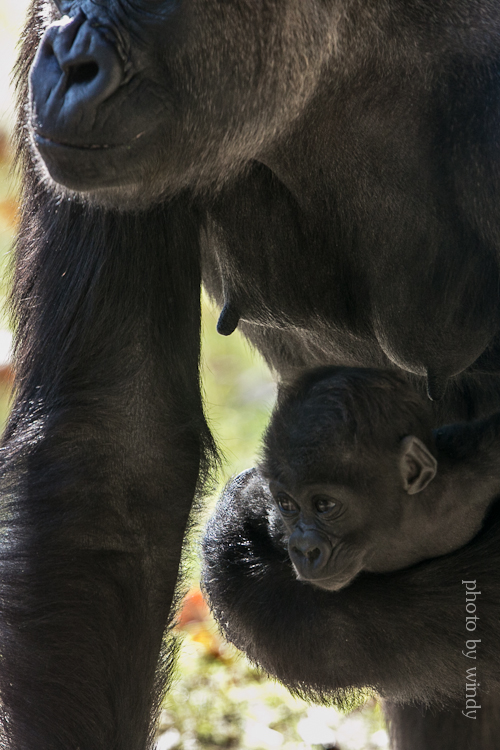 Baby Gorillas Bomassa and Apollo Grow Up: Danger! Gorilla Escape