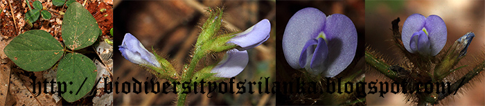 Biodiversity of Sri Lanka: Calopo (Calopogonium mucunoides)