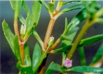 Naturalist's World - Dr Abe V Rotor : Papait - Most Bitter Vegetable ...