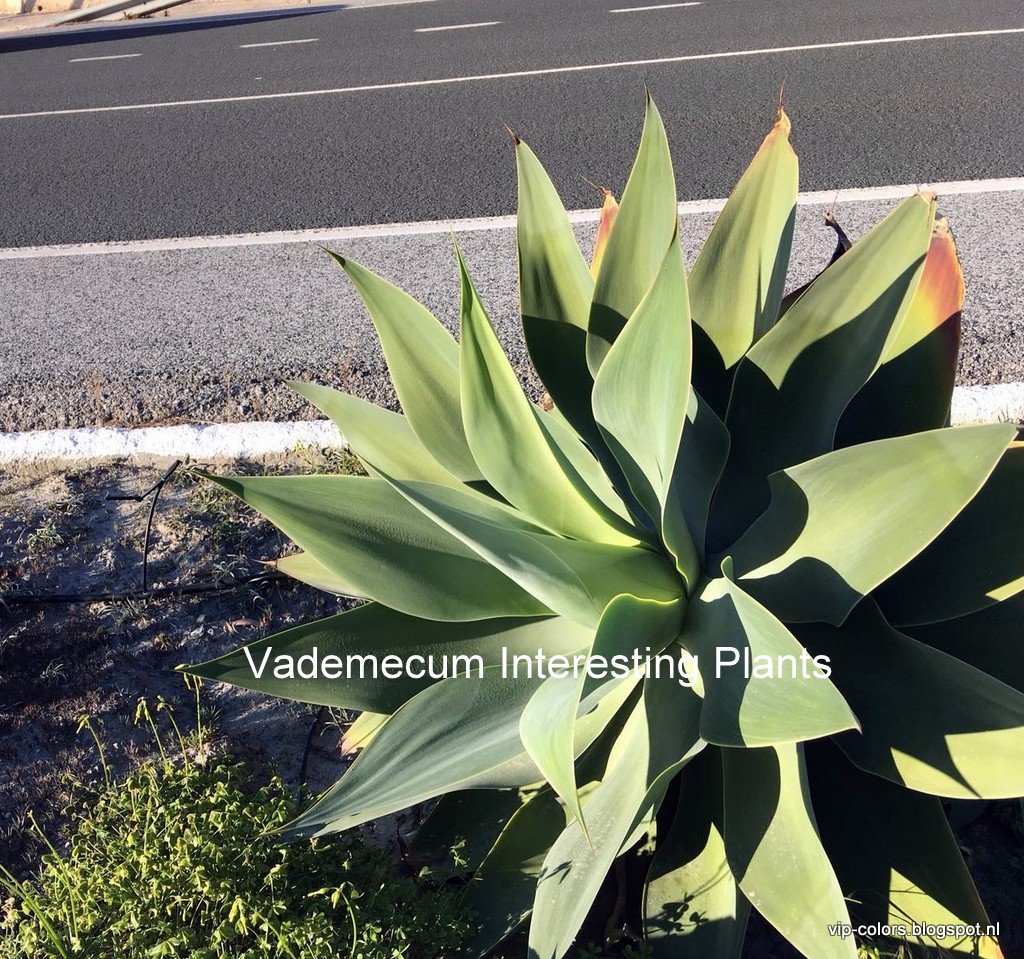 Vademecum Interesting Plants: Agave (soorten) - Agawa (gatunki)