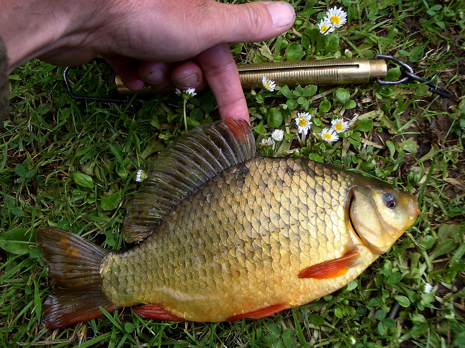 Idler's Quest: Roach and Crucian Carp - Big Fish, Little Fish ...