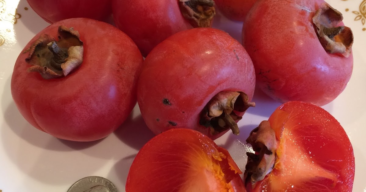 Daniel's Pacific NW Garden: Nikita's Gift Persimmons. 11.4.16