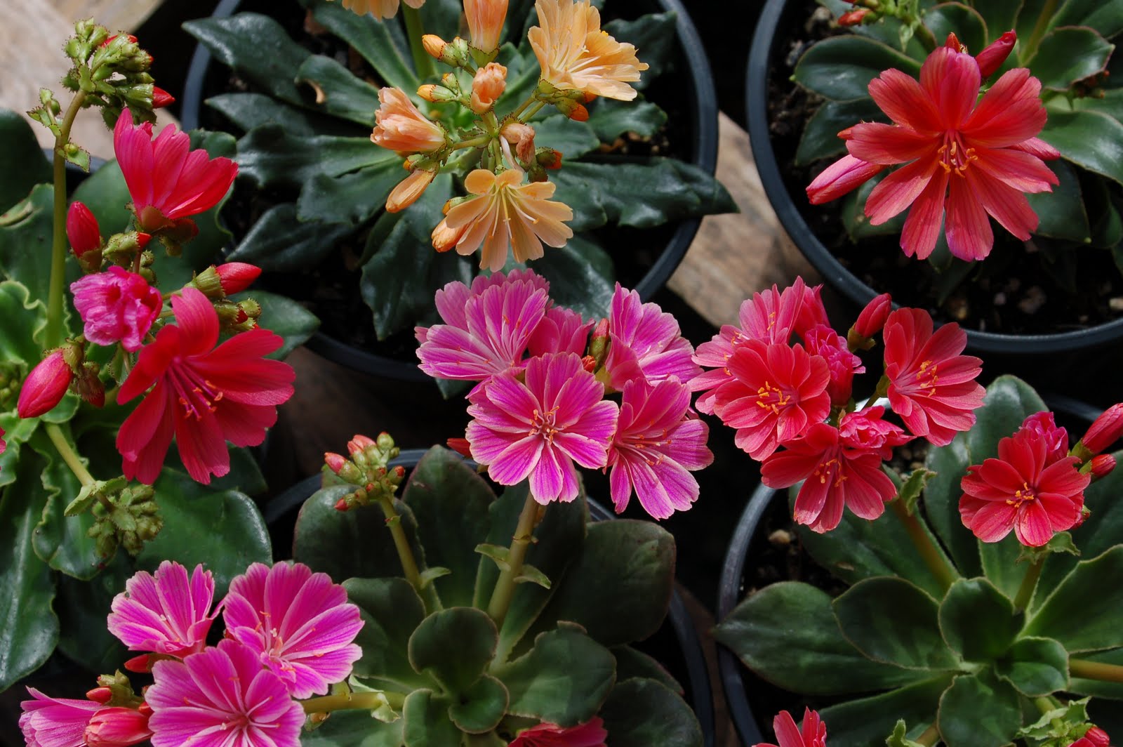 Wild Ginger Farm News Blog: Lewisia cotyledon