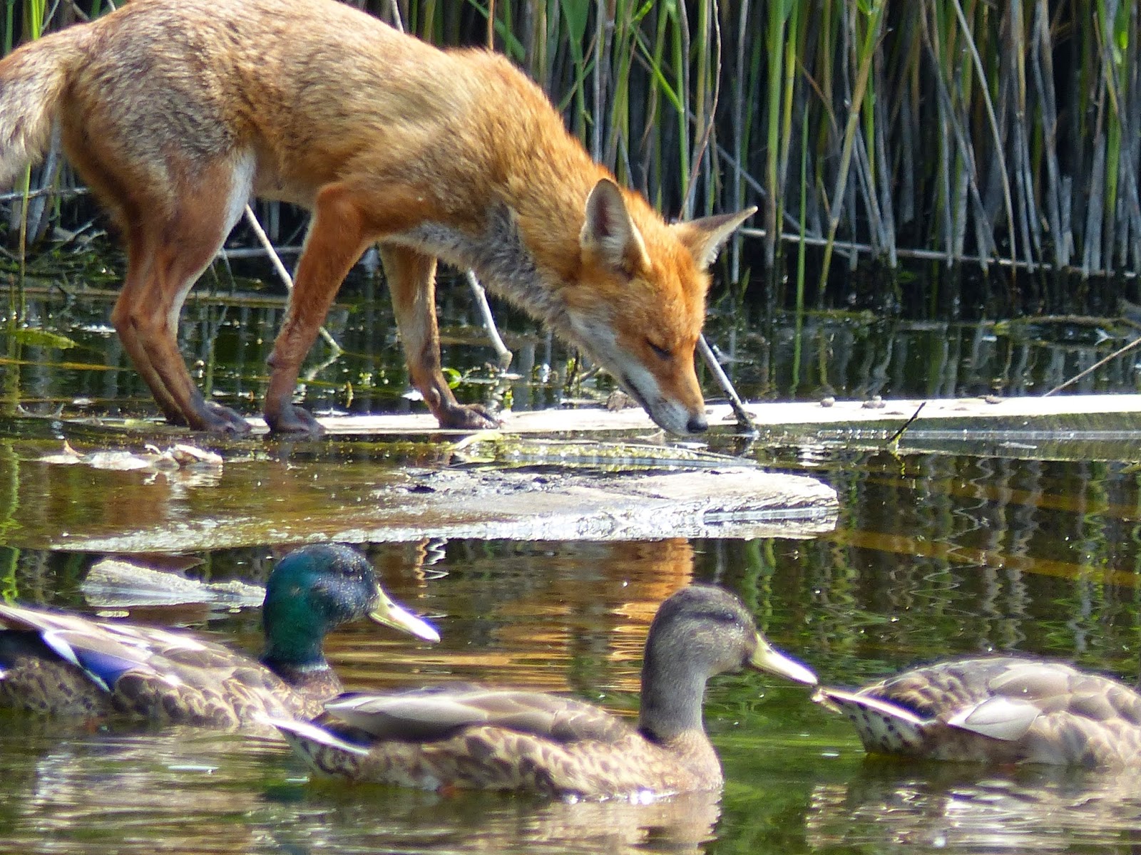Wirral Wildlife Blog: The Fishing Fox