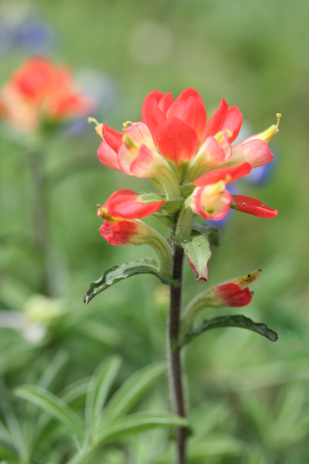 Natives from the Edwards Plateau: Prairie Paintbrush 9 X 12 Watercolor ...