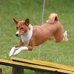 Cute and Funny Pet Wallpaper