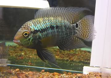 Mania de Aquário: Acará Portalegrense (Blue Port, Aequidens cf dimerus)