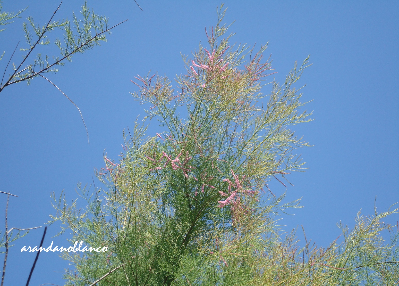 elarbolmiamigo-encinarosa: TARAJE - Tamarix africana - Tamarix gallica ...