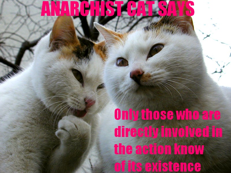 The Streetlamp Doesn't Cast Her Shadow Anymore: Cats for Chaos! An ...