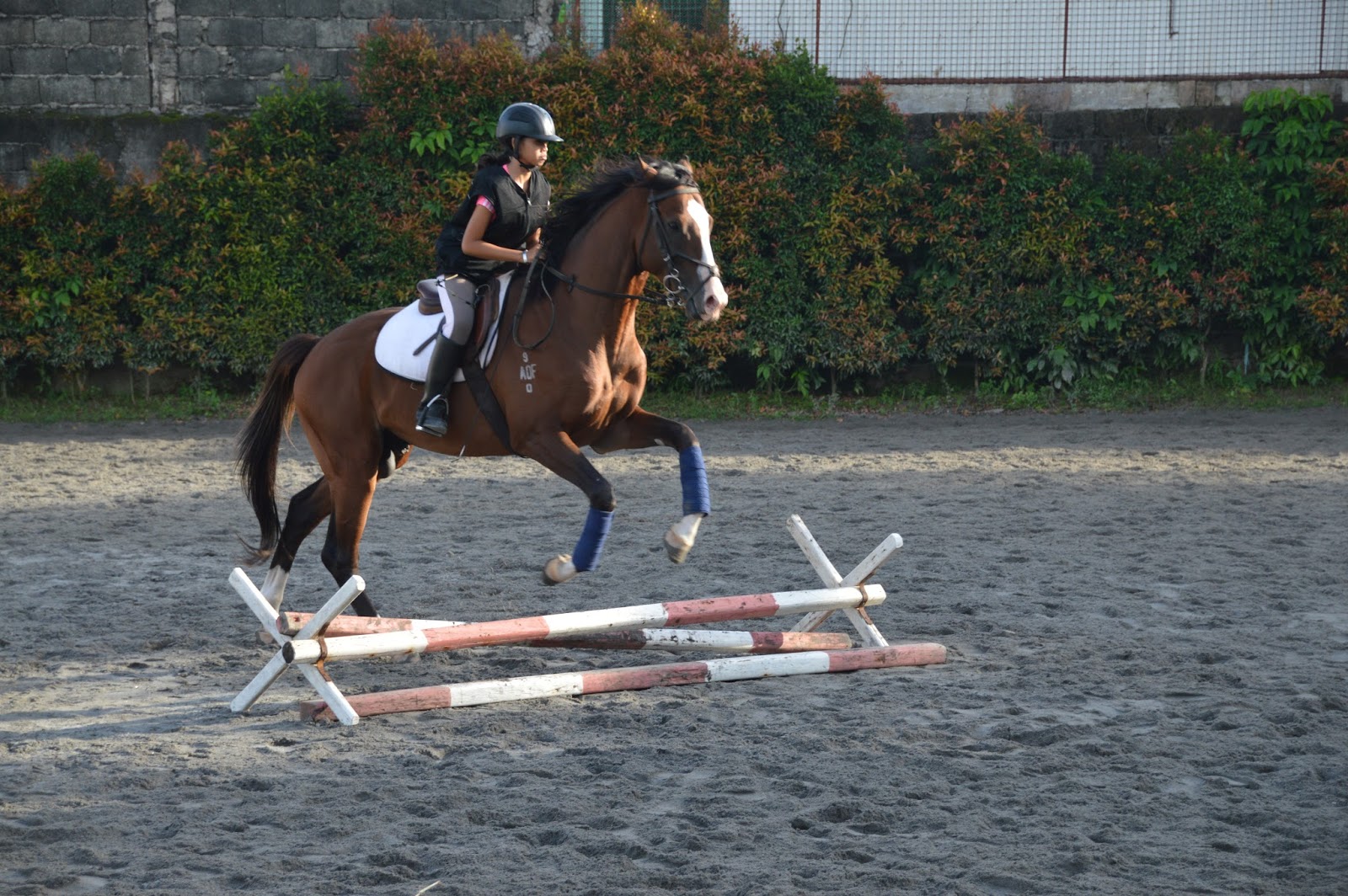 Horse Riding Philippines: Yana Loves the Cavaletti - Horse Riding Lesson