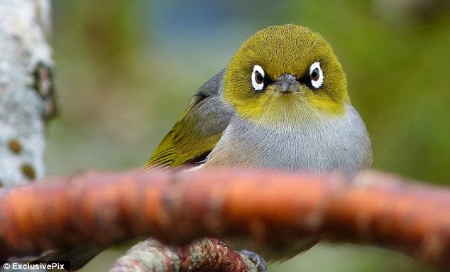 The really Angry Birds: Cross-eyed creatures look like they've just ...